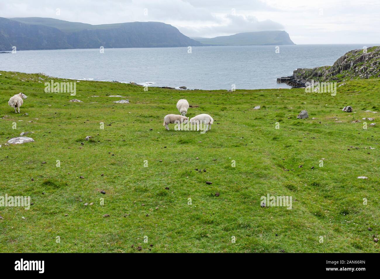 Neist Point Lighthouse, fields, cliffs, and sheep on the Isle of Skye ...
