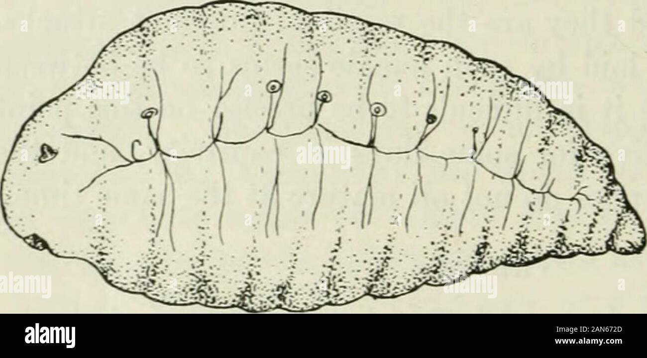 Quarterly journal of microscopical science . Egg of Asaphes vulgaris ...