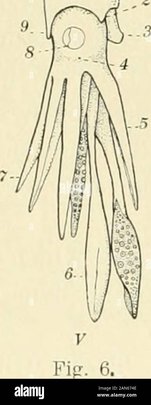 Squid pen hi-res stock photography and images - Alamy