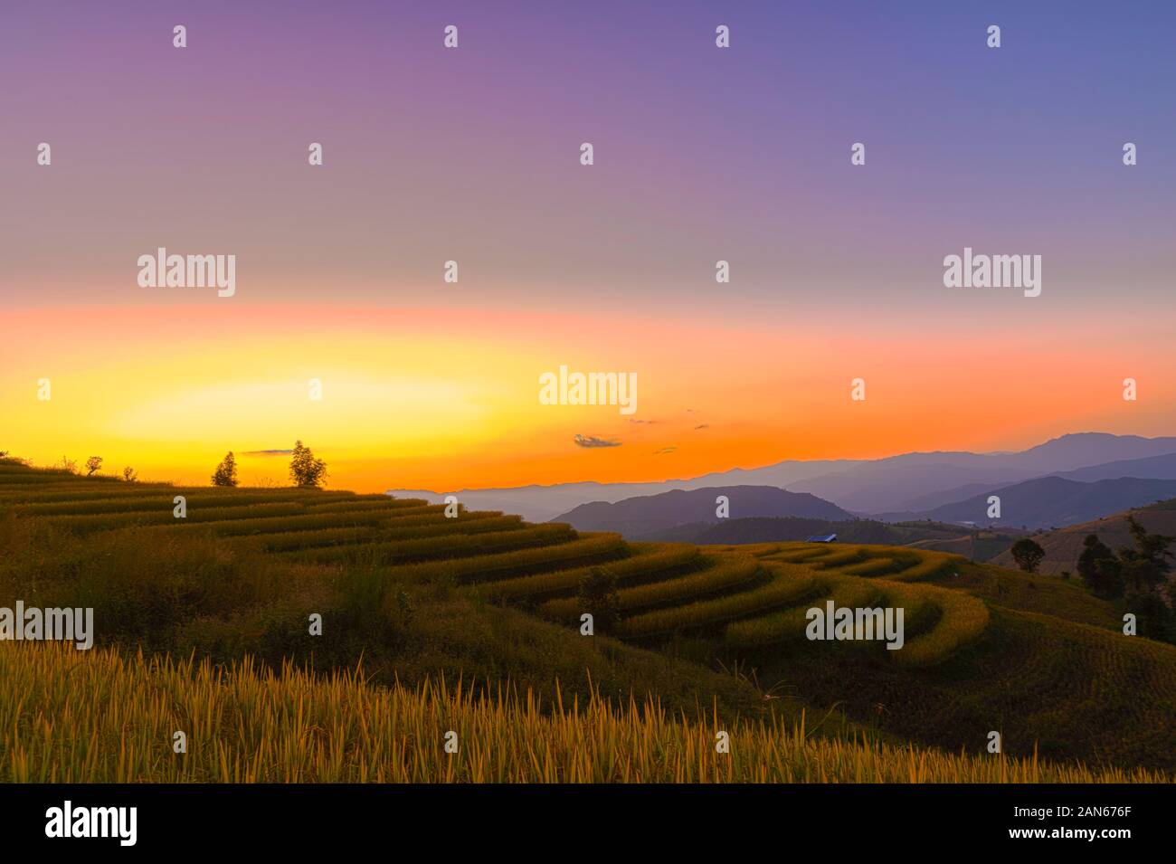 Beautiful landscape view of rice terraces in chiang mai , Thailand ...