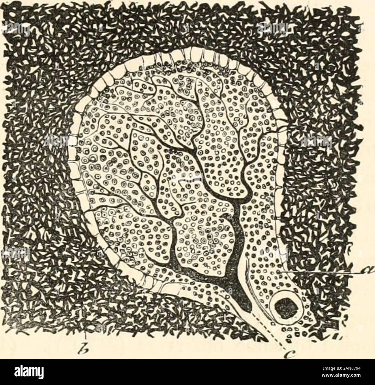 Adenoid tissue hi-res stock photography and images - Alamy