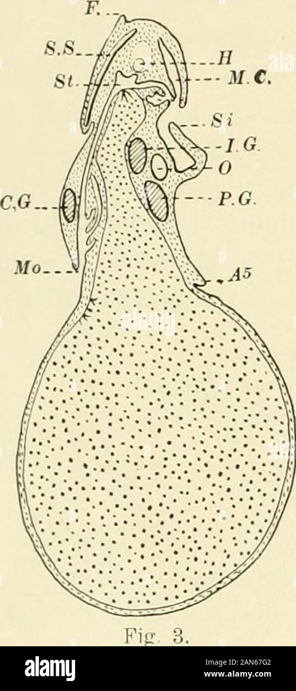 Statocyst hi-res stock photography and images - Alamy
