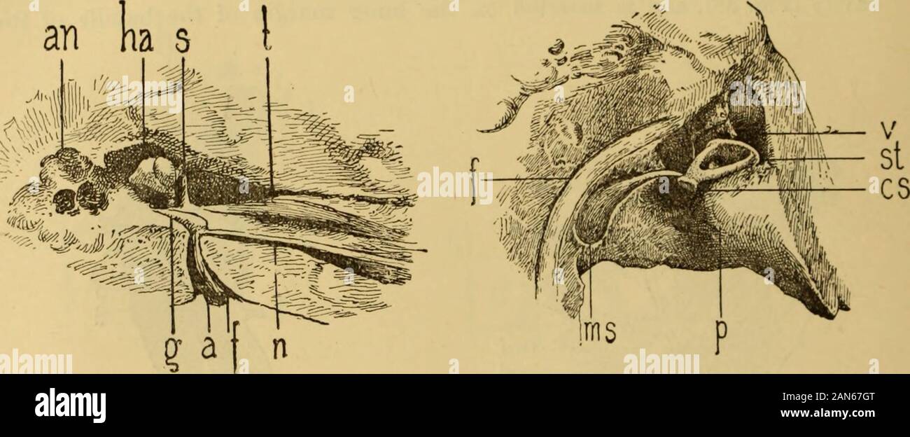 Stapedius muscle hi-res stock photography and images - Alamy