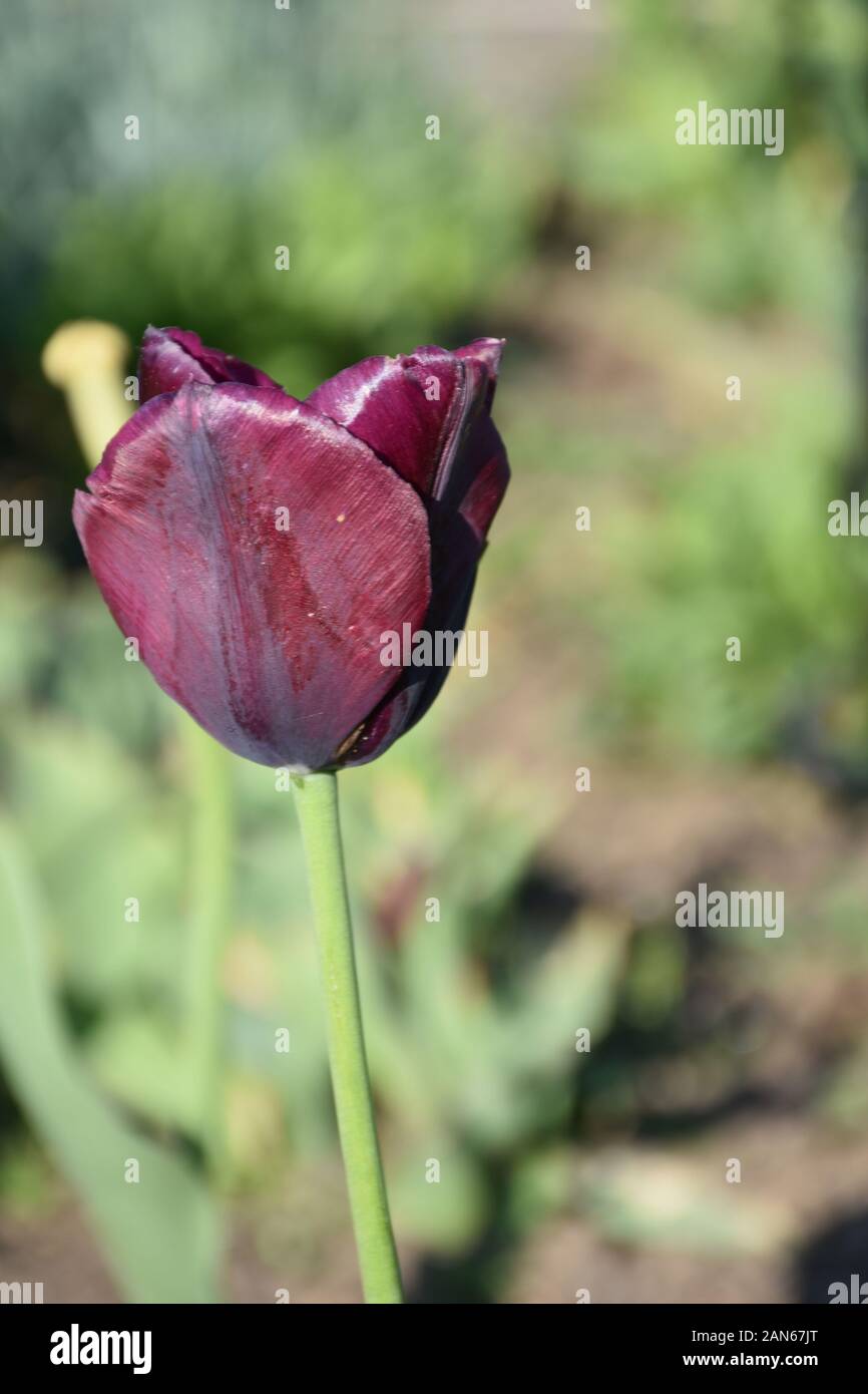 Maroon tulips hi-res stock photography and images - Alamy
