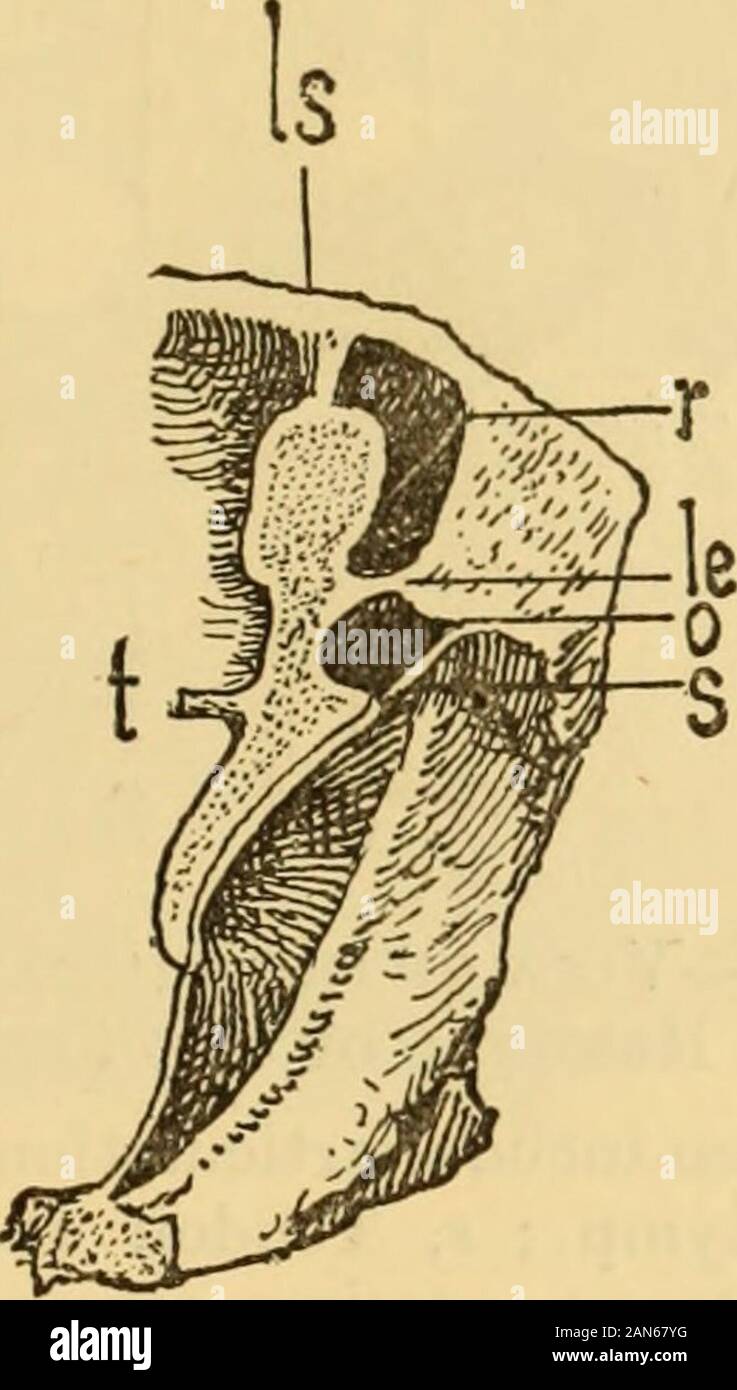 A text-book of the diseases of the ear and adjacent organs . Fig. 36 ...
