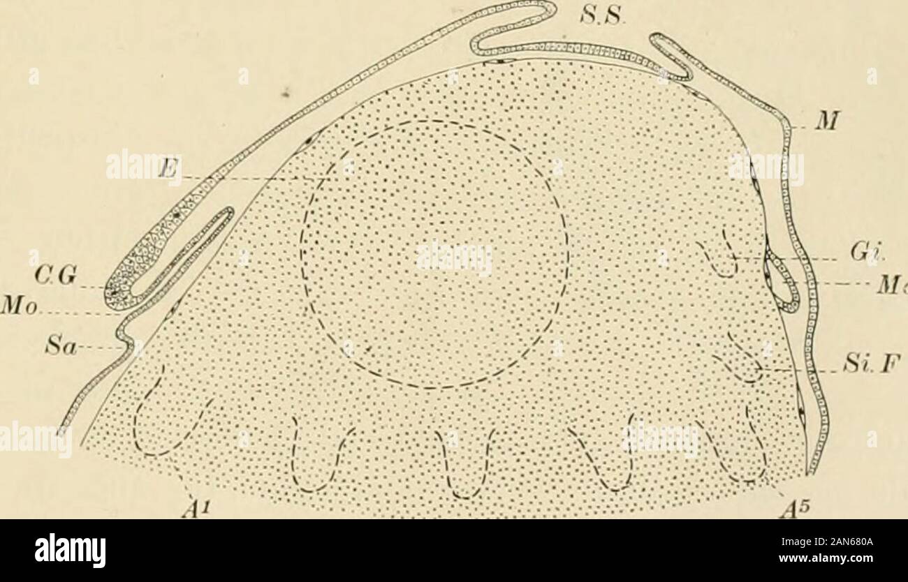 Mantle over shell hi-res stock photography and images - Alamy