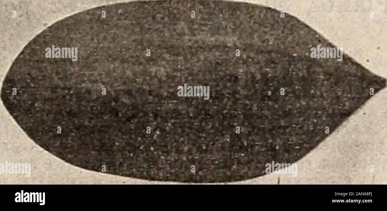 Maderia tree hi-res stock photography and images - Alamy