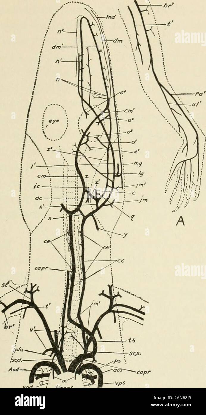 Pelvic arteries hi-res stock photography and images - Alamy
