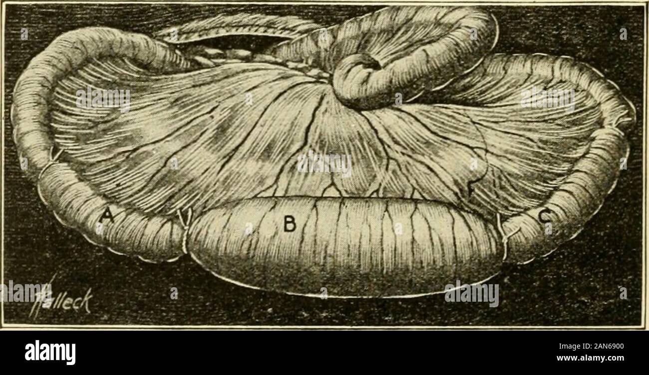 Chyme hi-res stock photography and images - Alamy