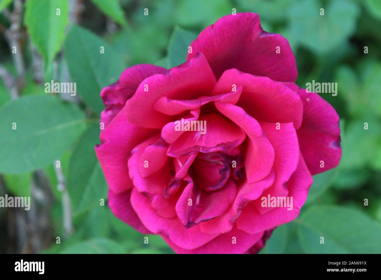 Red Rose Bloom Stock Photo - Alamy