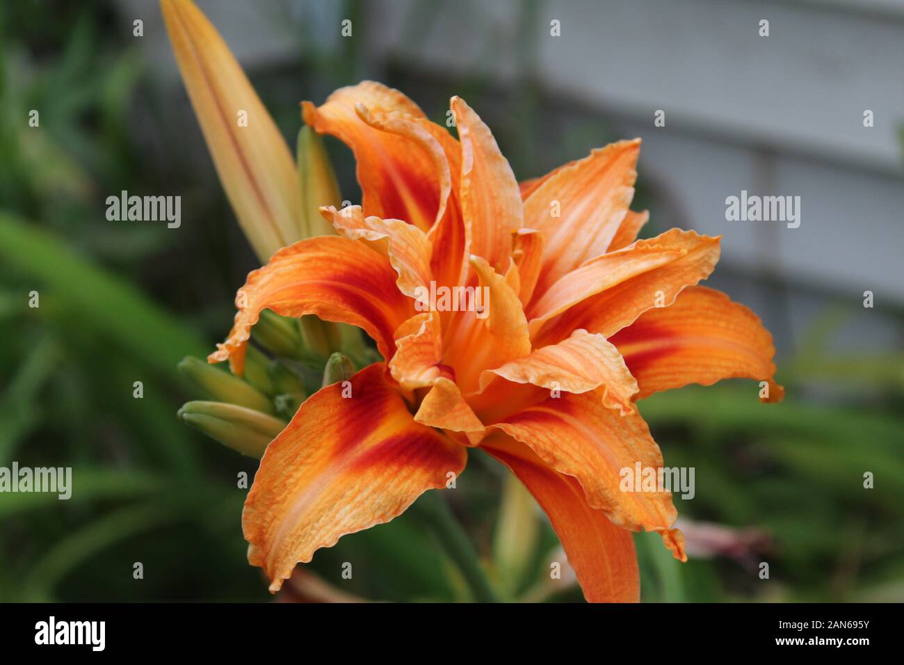 Day Lily 2 Stock Photo - Alamy