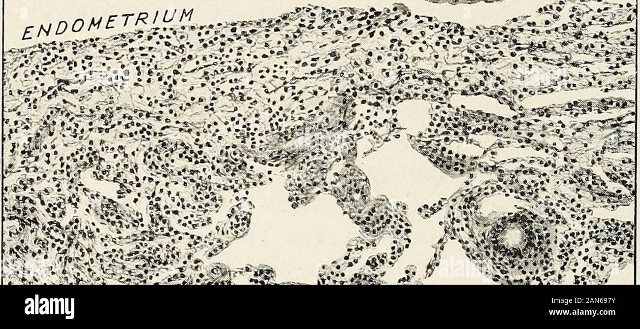 Gynaecology for students and practitioners . *?*>?« V. Fig. 136 ...
