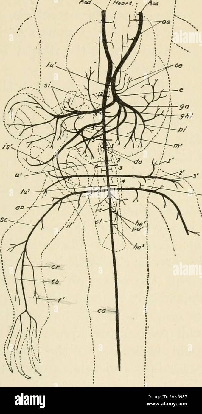 Alligator stomach hi-res stock photography and images - Alamy