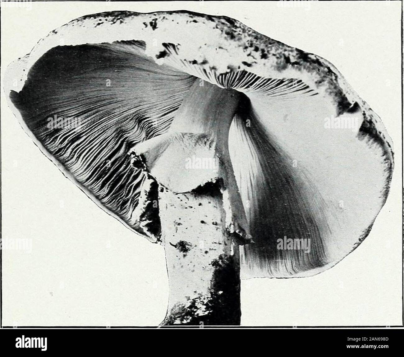 The principles of mushroom growing and mushroom spawn making . FiQ. 2 ...