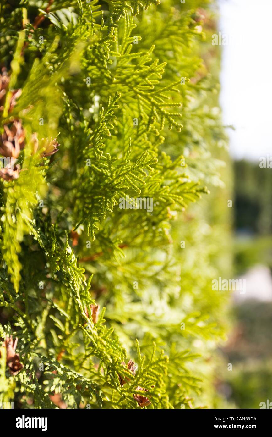 Thuja fence hi-res stock photography and images - Alamy