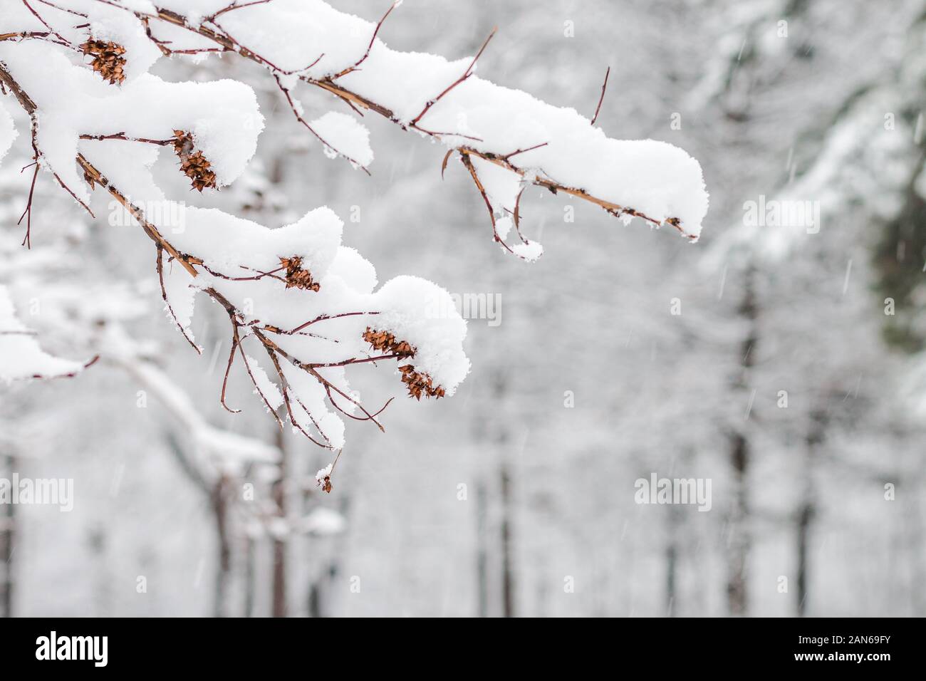 white fluffy mass of snow on shrub branches, snow falling on the ...