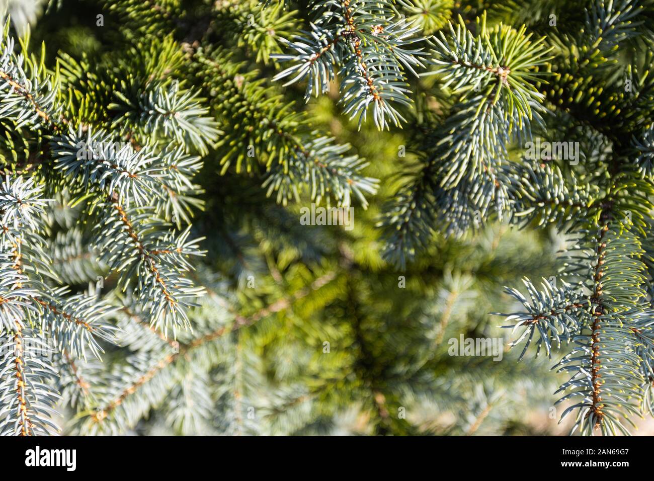 Blue spruce texture hi-res stock photography and images - Alamy