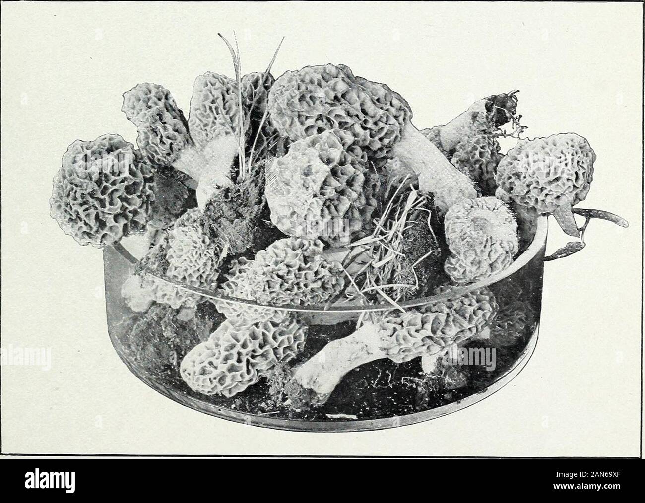 The principles of mushroom growing and mushroom spawn making . Fig. 1 ...