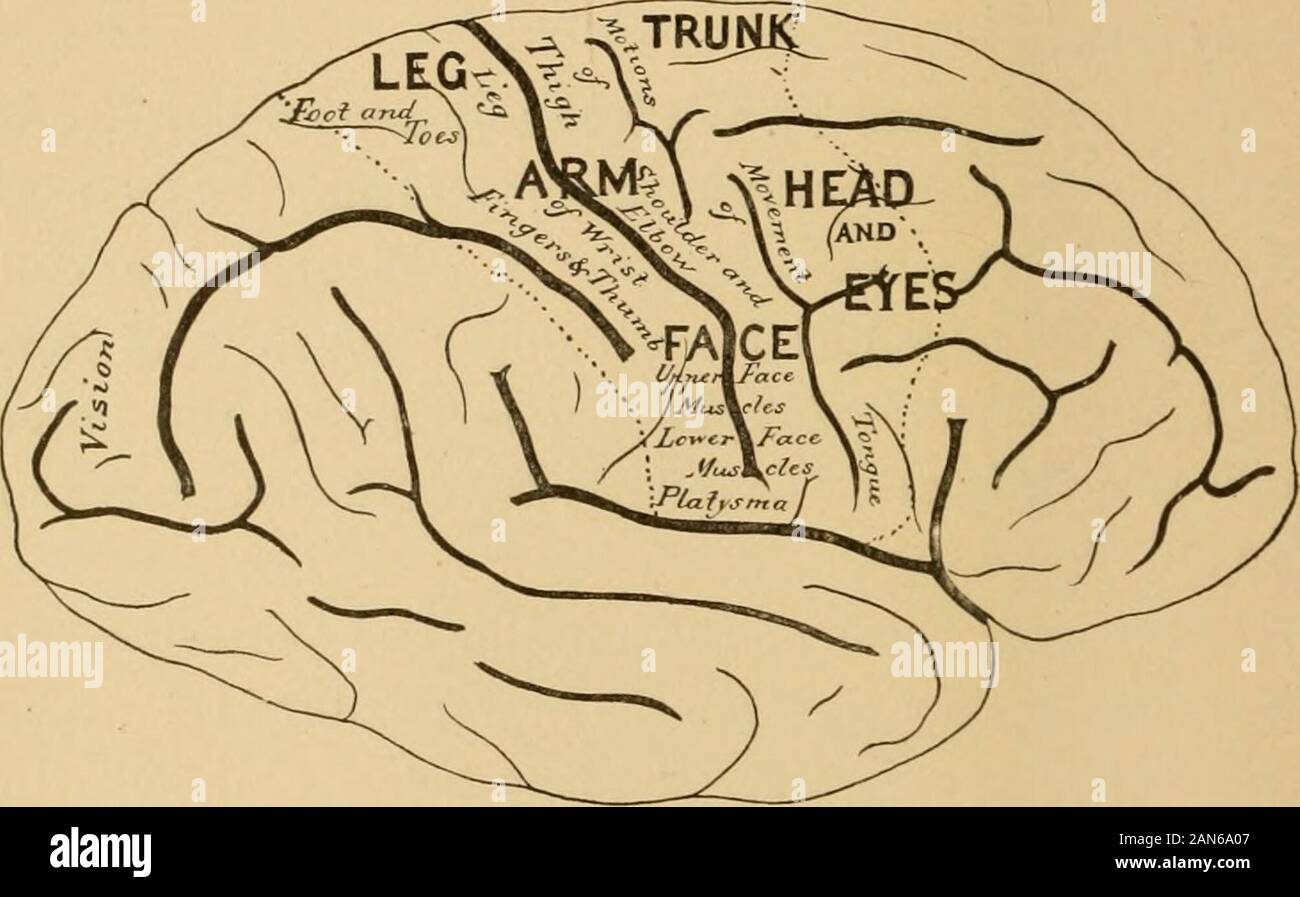 Brain surgery . vements of the upperextremity; the shoulder motions ...