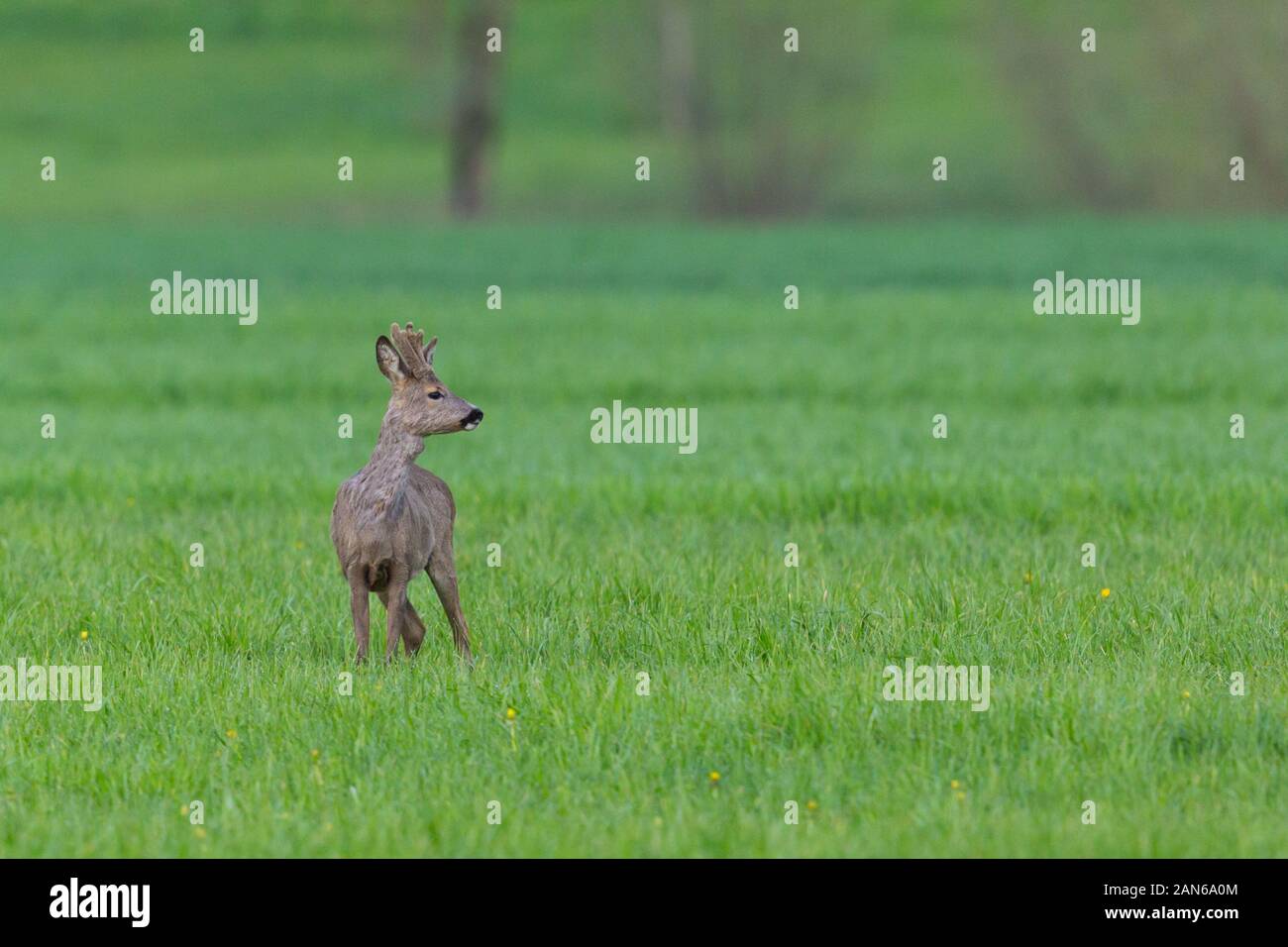 Roebuck wildlife hi-res stock photography and images - Alamy