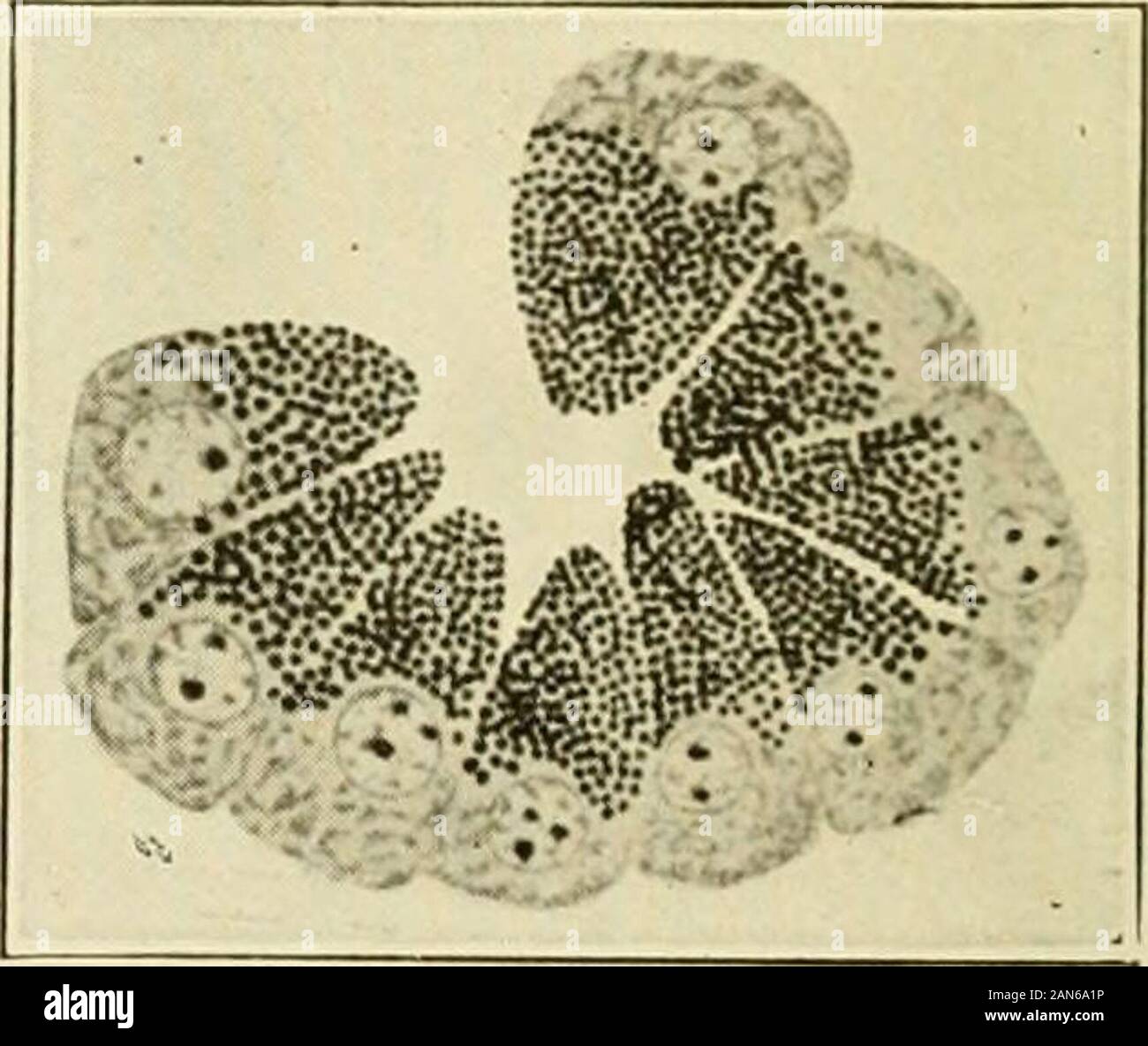 Physiology and biochemistry in modern medicine . ii.. in. Fig. 147 ...