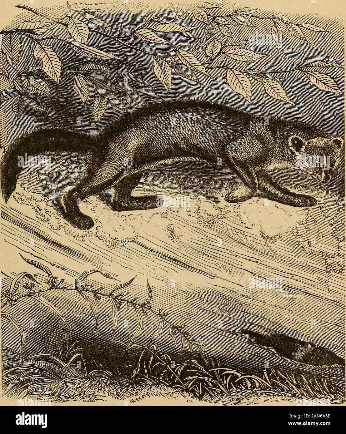 Ermine feet hi-res stock photography and images - Alamy