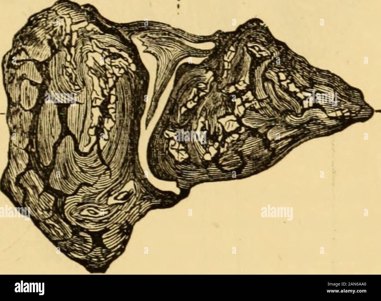 Muller cells hi-res stock photography and images - Alamy