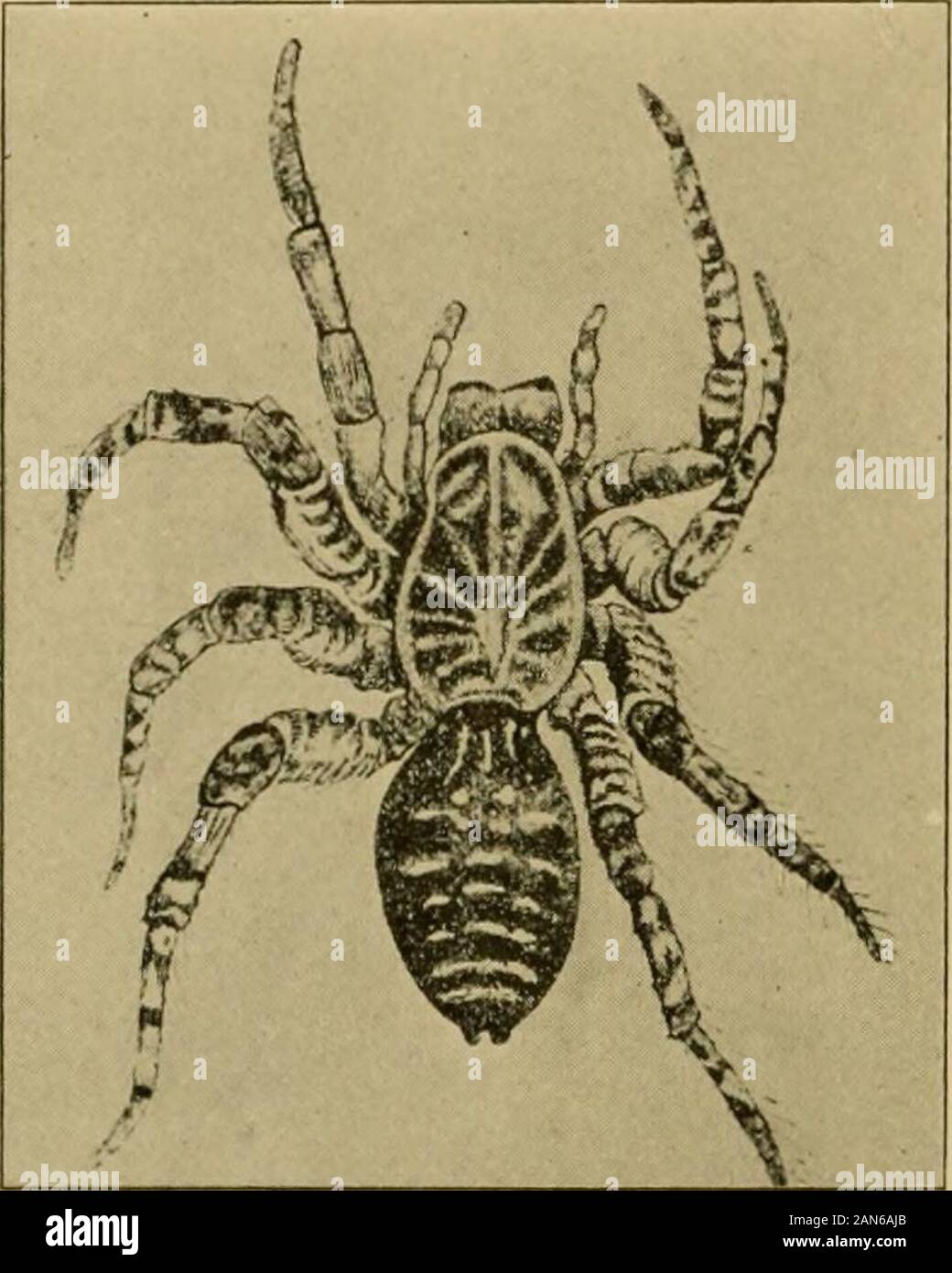 Russian spider hi-res stock photography and images - Alamy