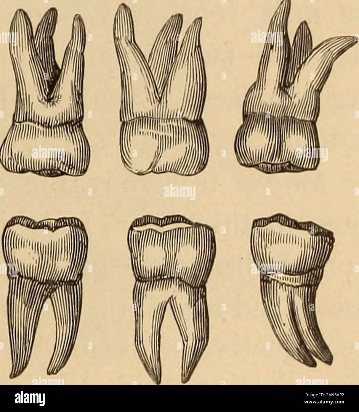 Anatomy, physiology and hygiene for high schools . Teeth.a, incisors; b ...