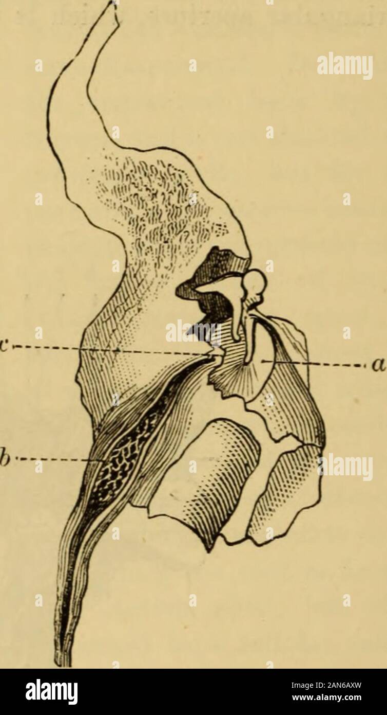 A text-book of the diseases of the ear and adjacent organs . Fig. 25 ...