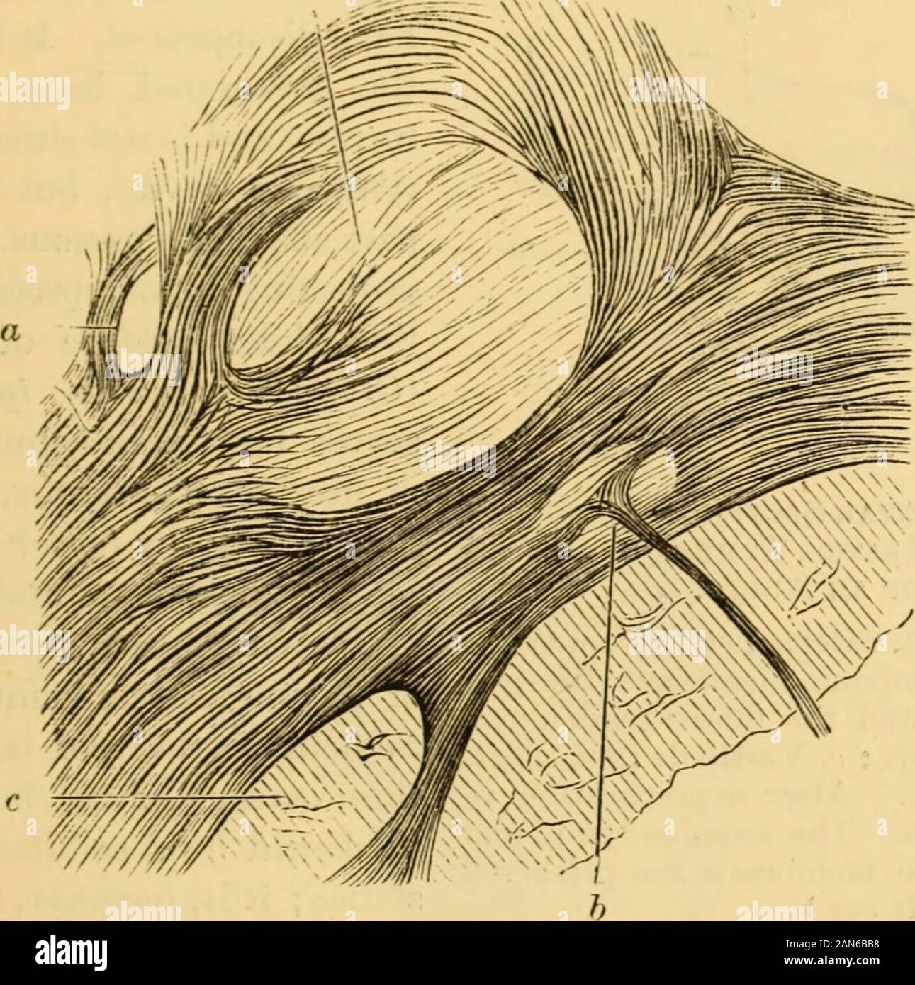 Cavum tympani hi-res stock photography and images - Alamy