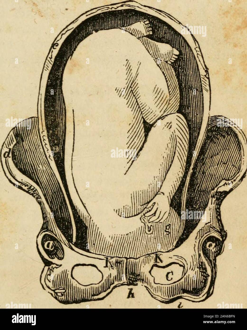 Occipital anterior position hi-res stock photography and images - Alamy