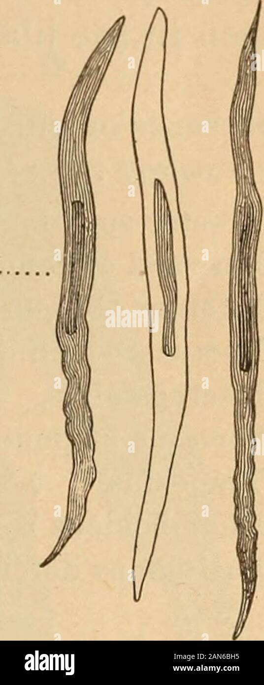 Sarcolemma hi-res stock photography and images - Alamy