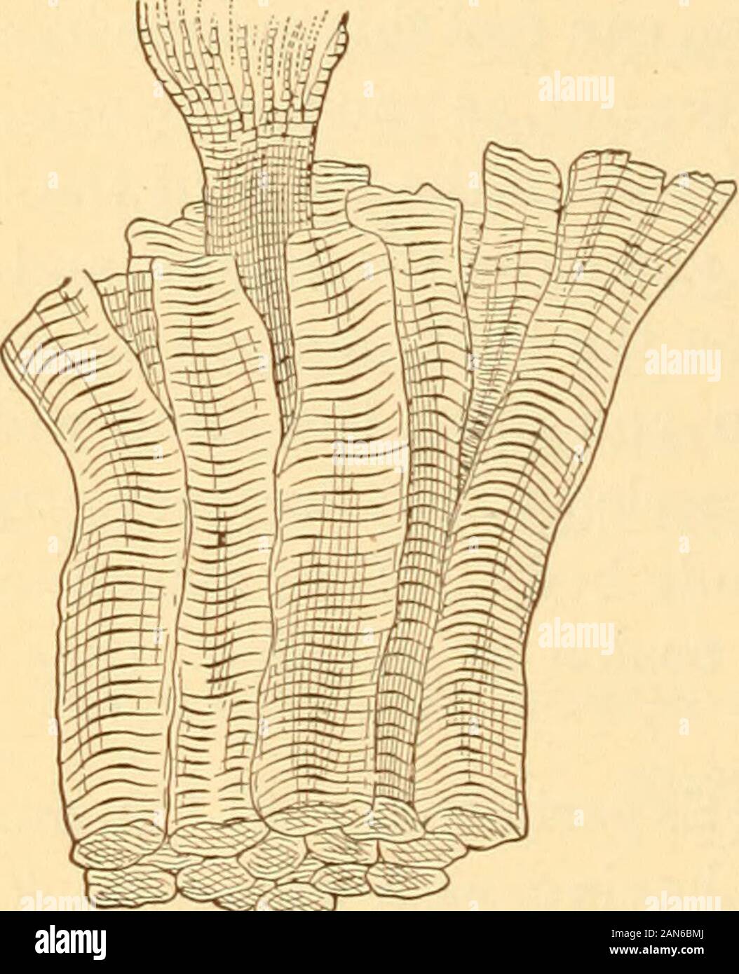 Sarcolemma hi-res stock photography and images - Alamy