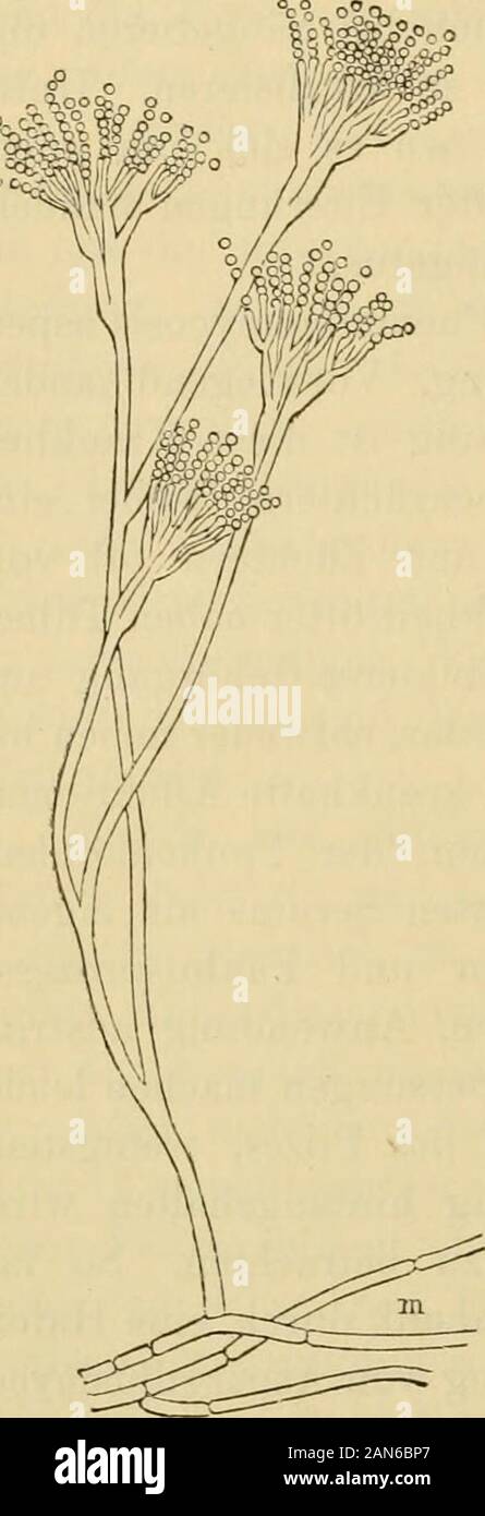 Penicillium glaucum hi-res stock photography and images - Alamy