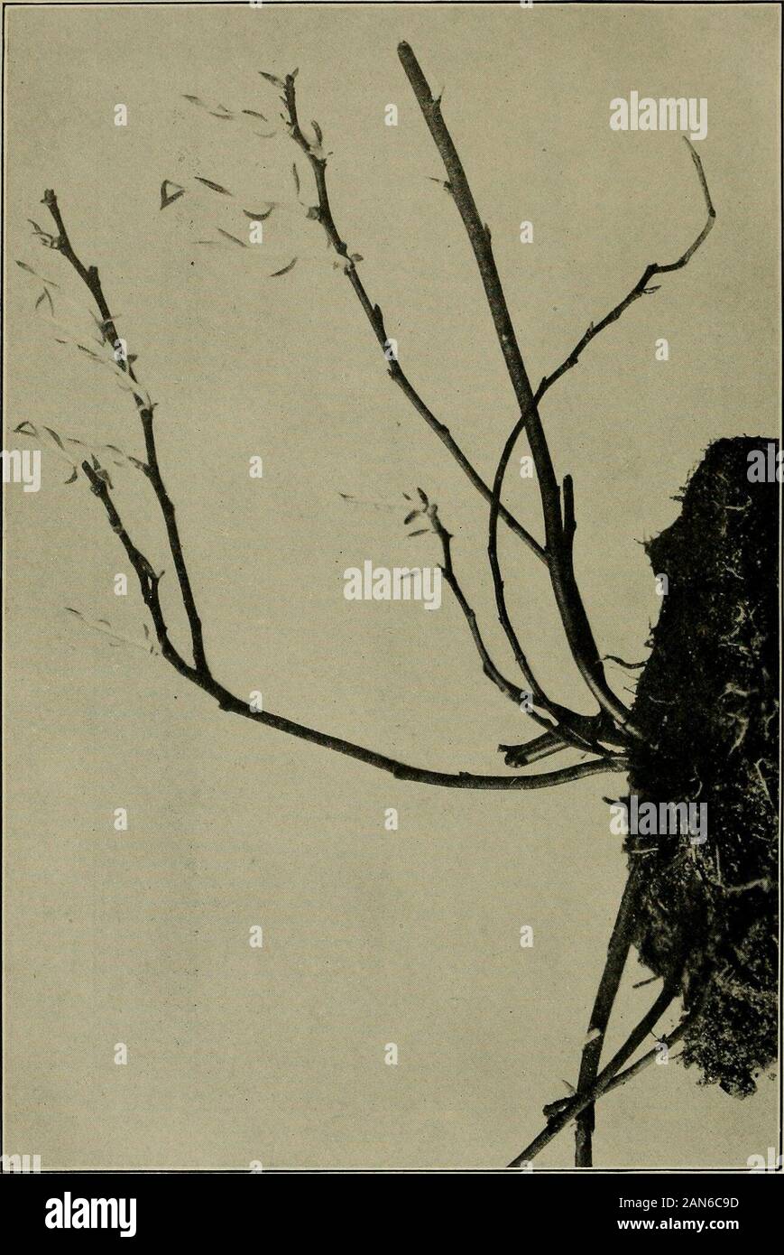 Callus formation hi-res stock photography and images - Alamy