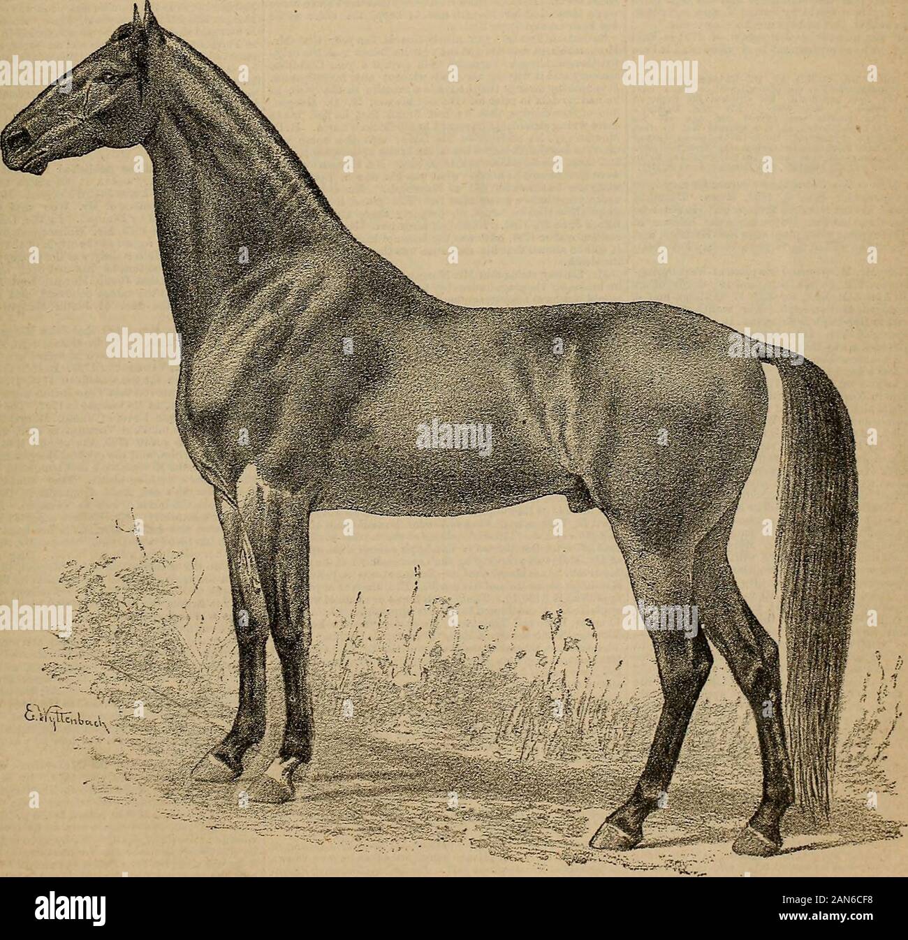 Breeder and sportsman . SAN FRANCISCO, SATURDAY, SEPTEMBER 9, 1882 ...