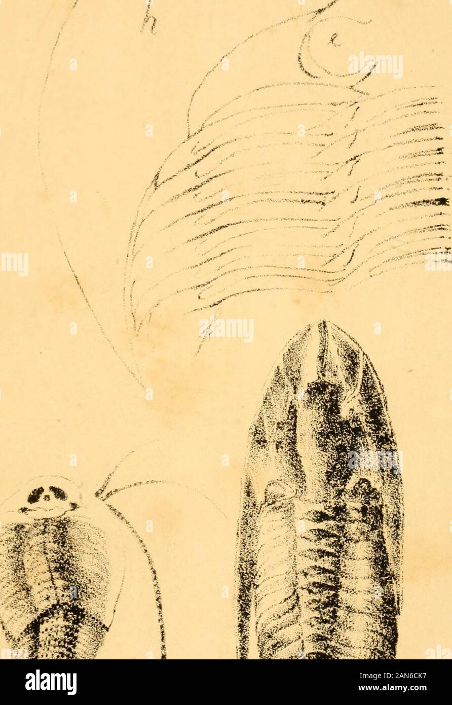 Zoological researches and illustrations; or Natural history of ...