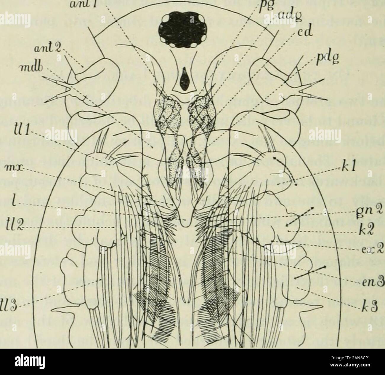 Ganglion cells eye hi-res stock photography and images - Alamy