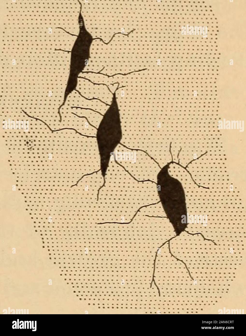 Bone like structure hi-res stock photography and images - Alamy