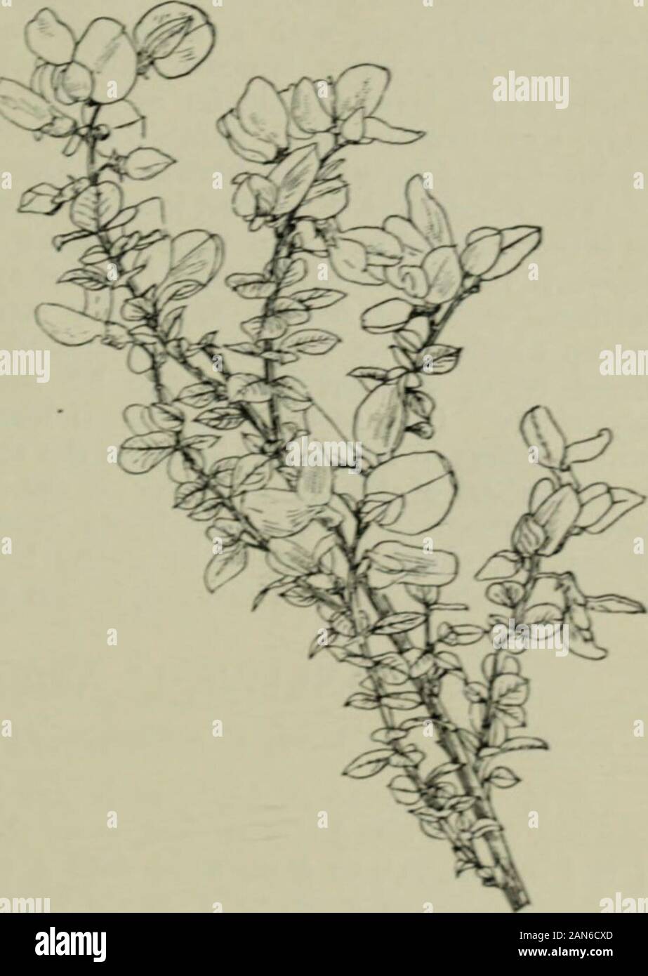 H pendulus hi-res stock photography and images - Alamy