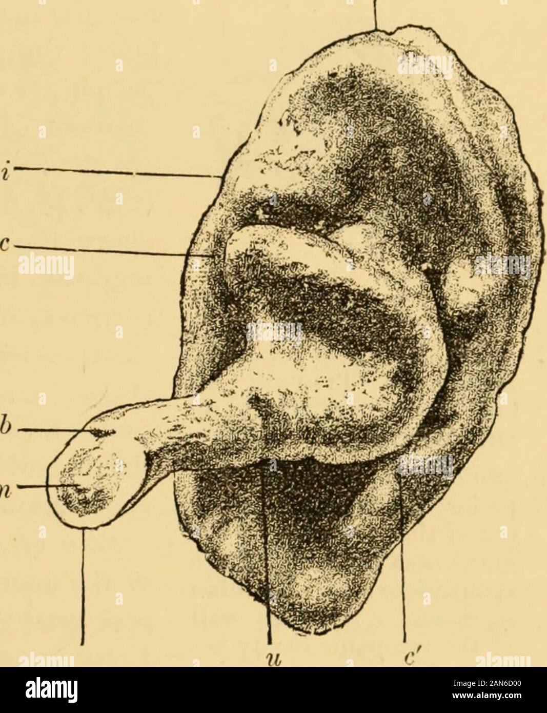 A text-book of the diseases of the ear and adjacent organs . ves, by ...