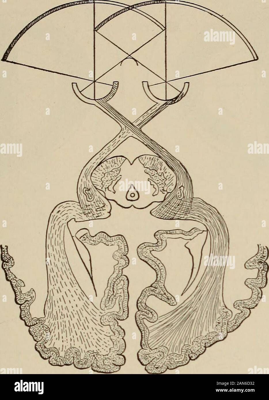 Nervous and mental diseases . ianopsic eye is practically vertical, but ...