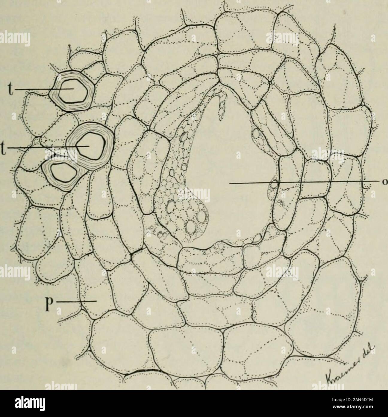 American journal of pharmacy . Cross and longitudinalsections showing ...