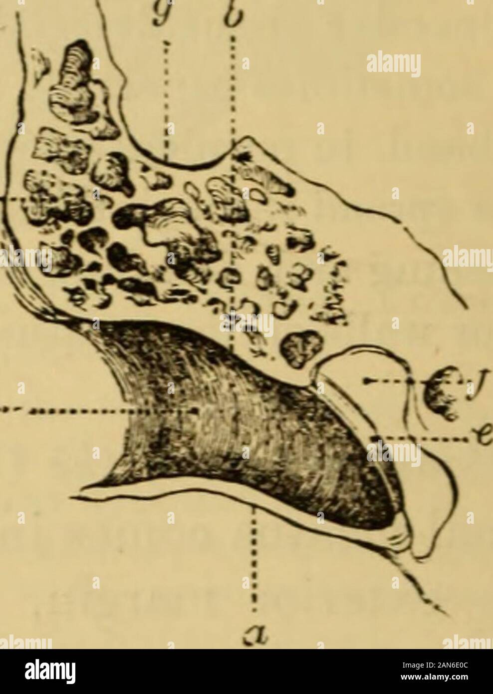 A text-book of the diseases of the ear and adjacent organs . 9 b Fig. 9 ...