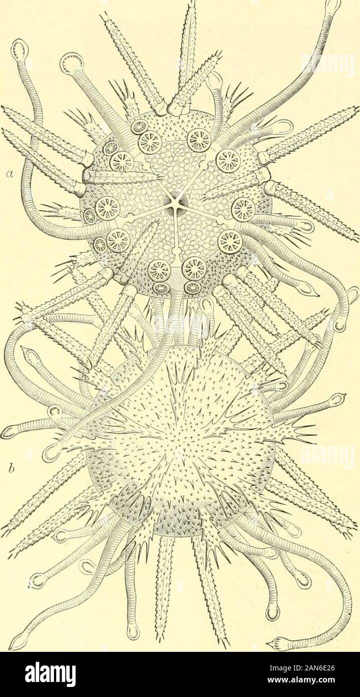 Royal sea urchin hi-res stock photography and images - Alamy
