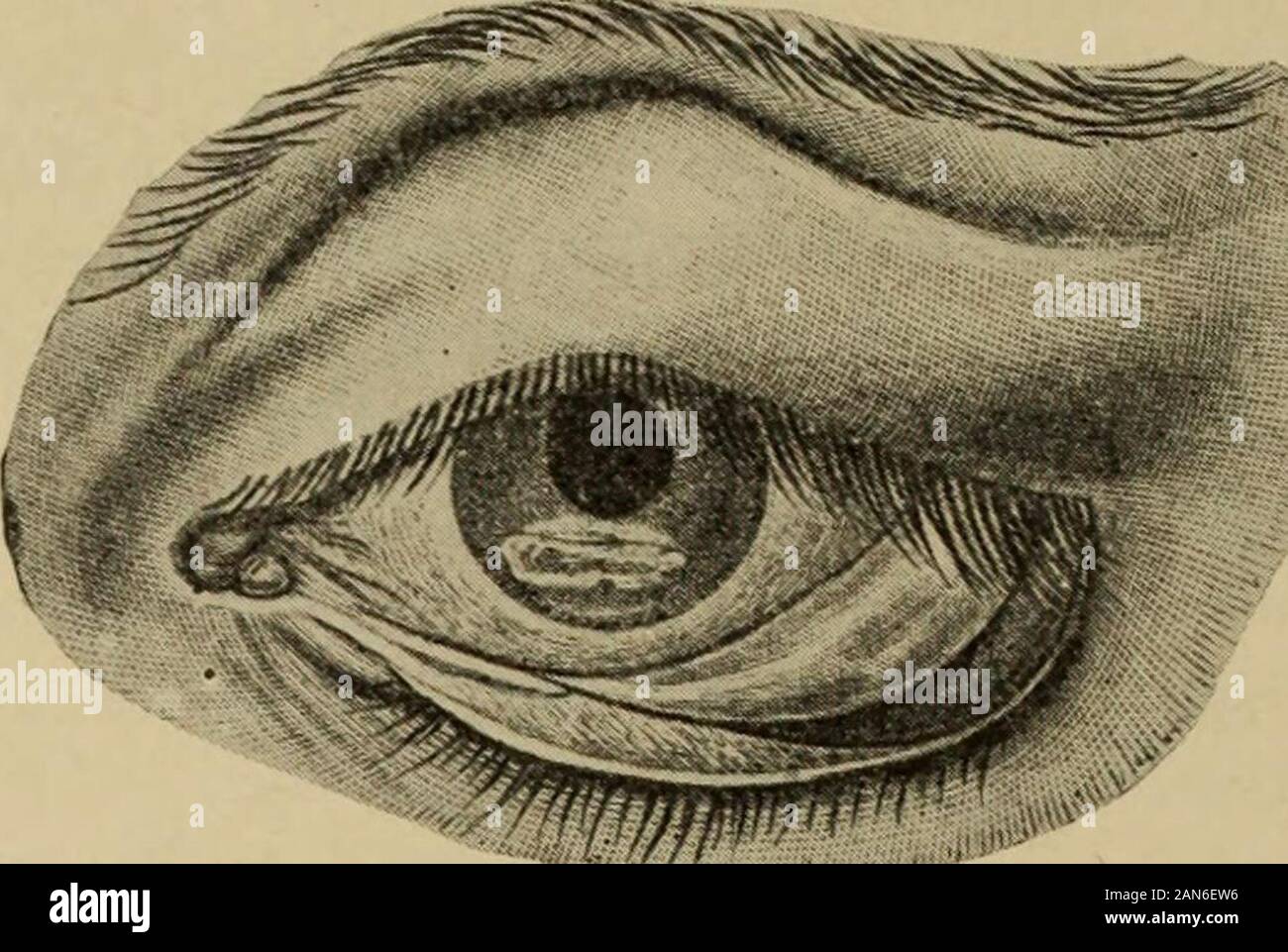 Palpebral conjunctiva hi-res stock photography and images - Alamy