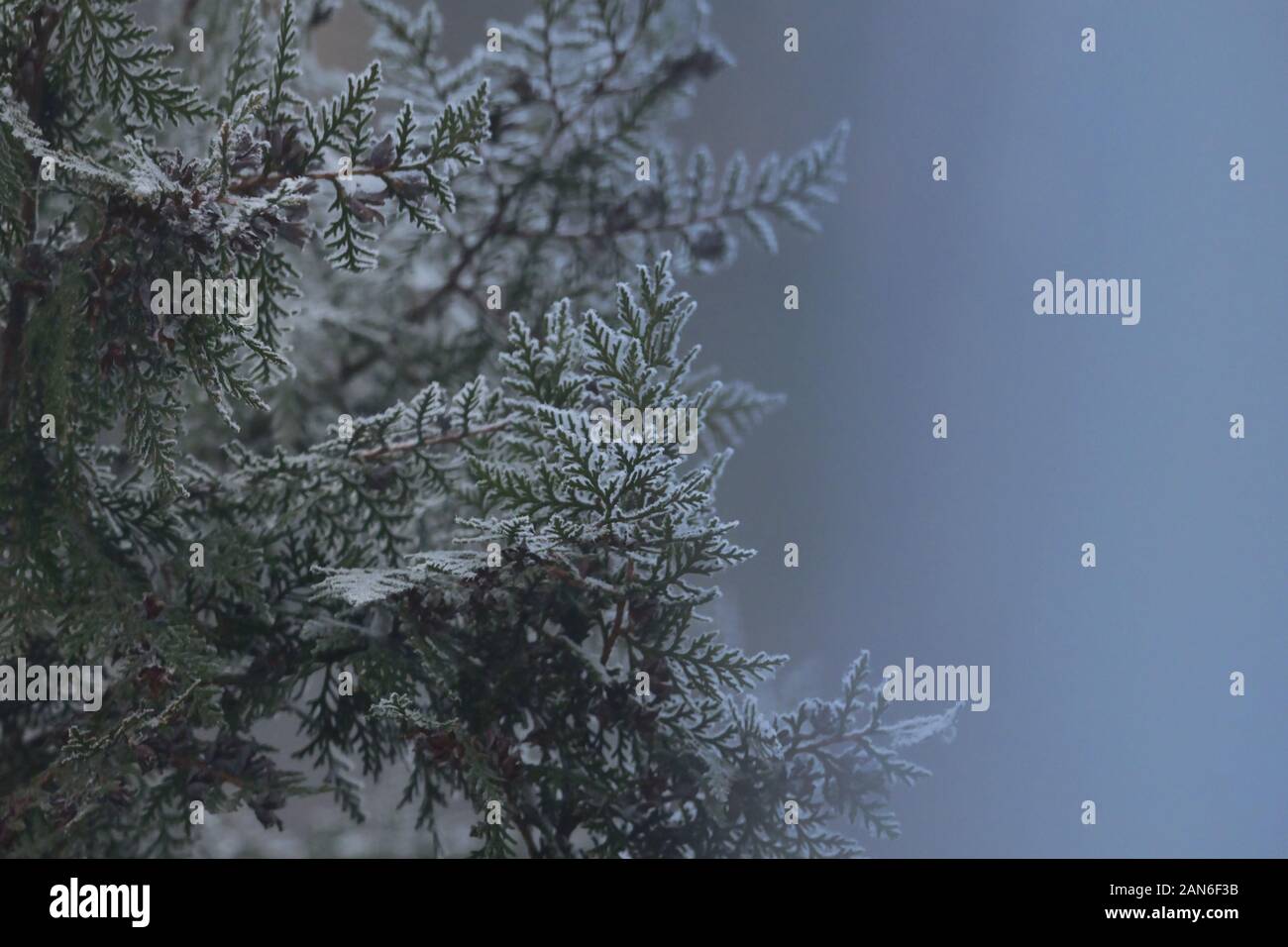 Frozen pine tree hi-res stock photography and images - Alamy