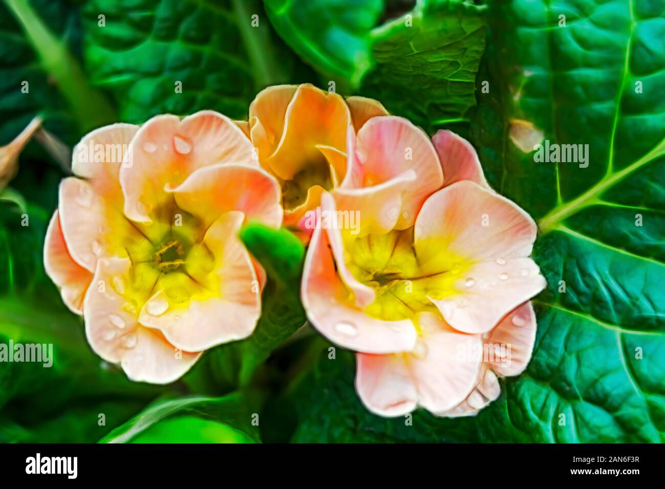 Primrose Family High Resolution Stock Photography and Images - Alamy