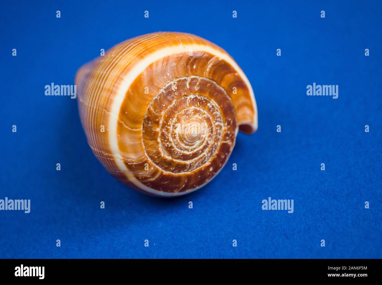 Classic shell hi-res stock photography and images - Alamy
